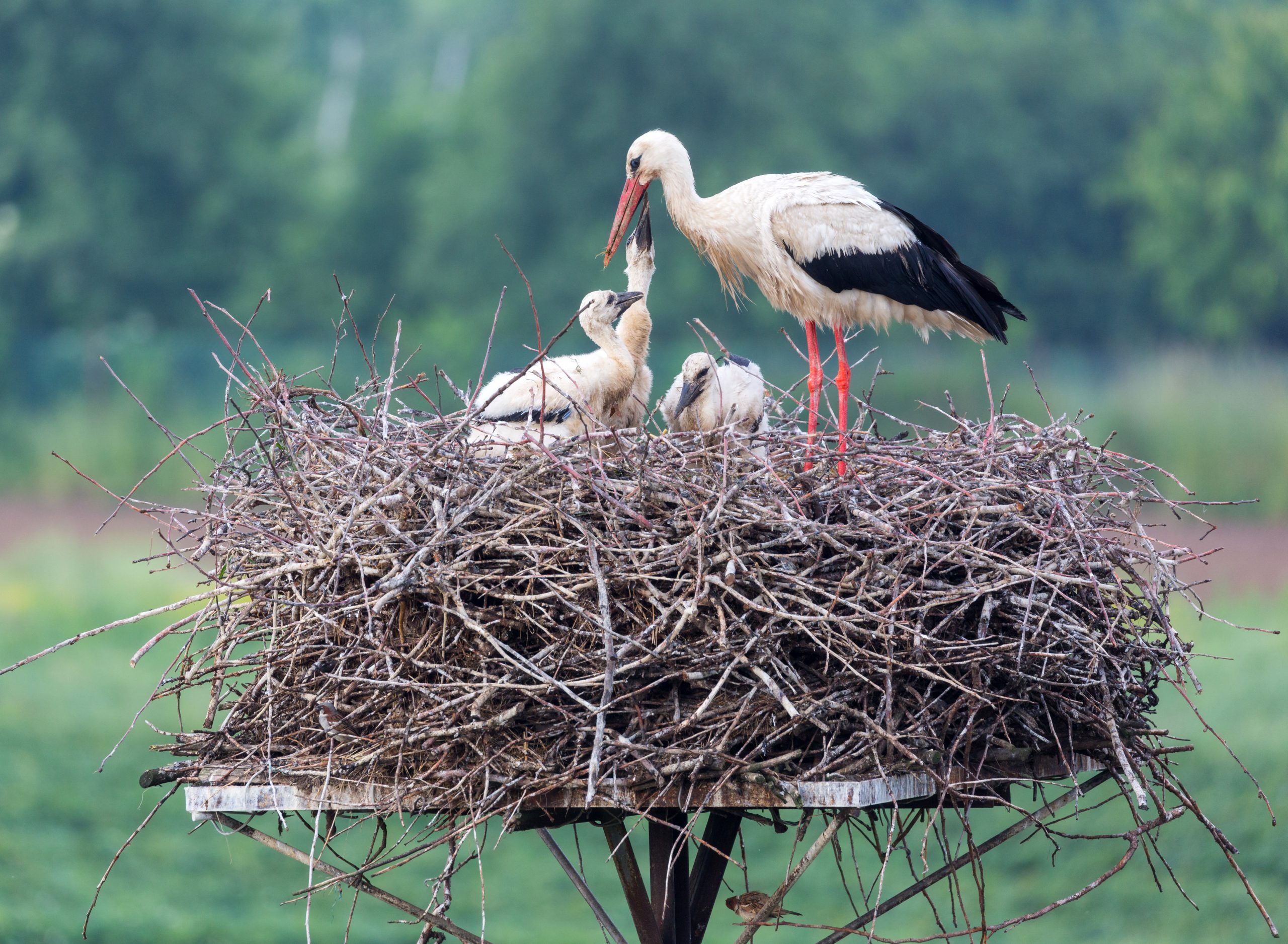 Prof. Piotr TRYJANOWSKI: Bocian biały – najbardziej polski ptak ...